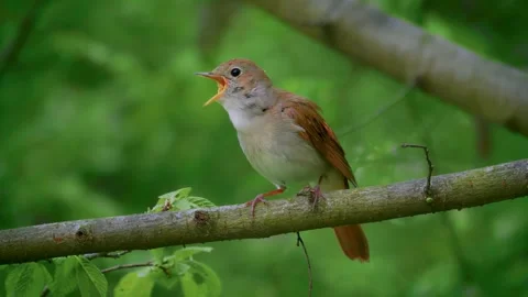 a bird is chirping on tree stem and prai... | Stock Video | Pond5