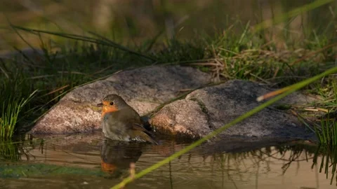 Eropean Cleaning Stock Videos – Royalty-Free HD & 4K Videos | Pond5