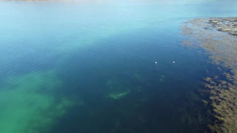 Bird Couple Flying Stock Videos – Royalty-Free HD & 4K Videos