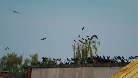 Bird crows gather on the roof of the hou... | Stock Video | Pond5