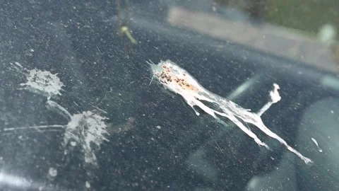 Bird droppings on windshield and car hoo... | Stock Video | Pond5