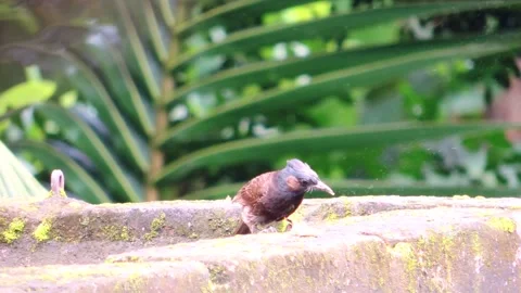 Eat Beat Stock Videos – Royalty-Free HD & 4K Videos | Pond5