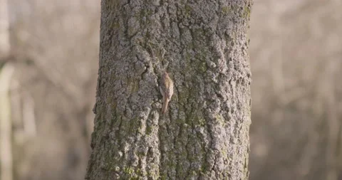 Bird eating a worm on the trunk of a tre... | Stock Video | Pond5
