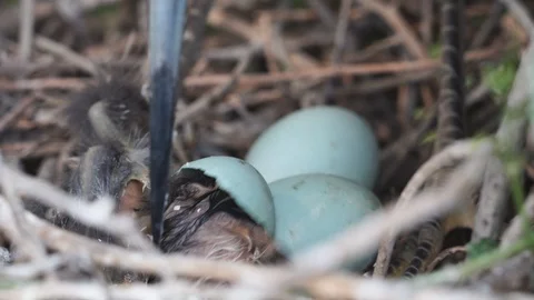 Bird Egg Hatching Stock Footage ~ Royalty Free Stock Videos | Pond5