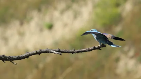 Bird Landing Branch Stock Video Footage | Royalty Free Bird Landing ...