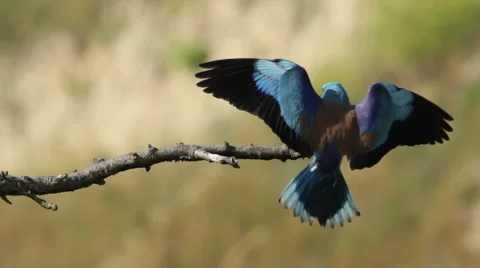 Bird Landing Branch Stock Video Footage | Royalty Free Bird Landing ...