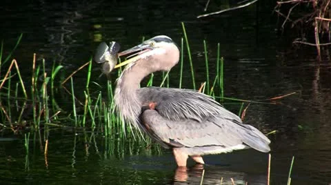 Wetlands Stock Footage ~ Royalty Free Stock Videos | Pond5