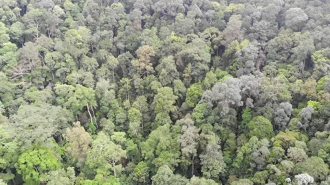 Bird eye view of bunch of tropical trees... | Stock Video | Pond5