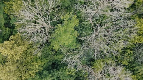 Bird-eye view of forest with green and d... | Stock Video | Pond5