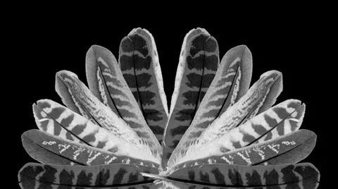 Bird Feathers animated background | Stock Video | Pond5