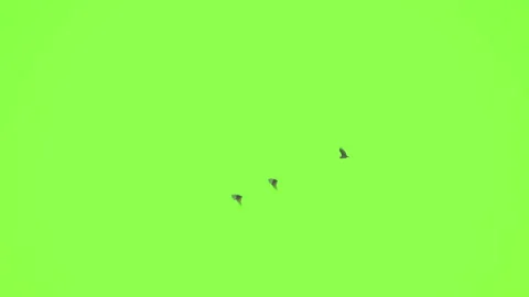 Bird flock flying on green screen backgr... | Stock Video | Pond5