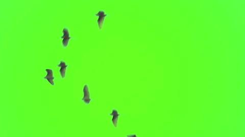 Bird flock flying on green screen backgr... | Stock Video | Pond5