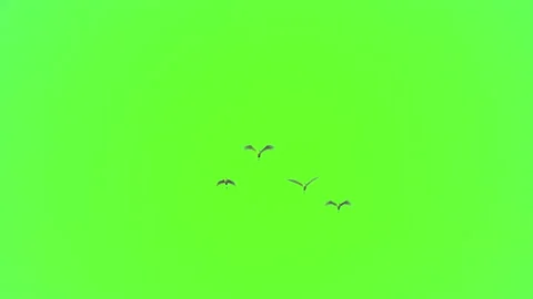 Bird flock flying on green screen backgr... | Stock Video | Pond5
