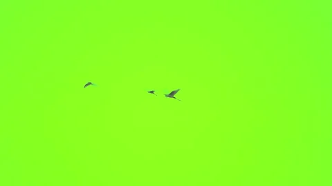 Bird flock flying on green screen backgr... | Stock Video | Pond5