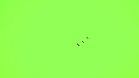 Bird flock flying slow motion on green s... | Stock Video | Pond5