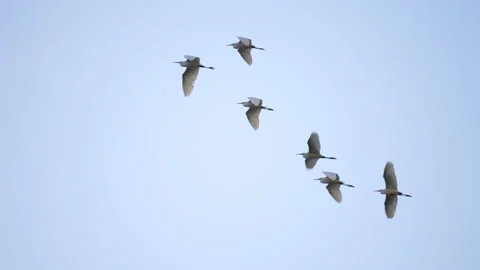 Bird flock flying slow motion on sky bac... | Stock Video | Pond5