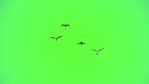 Bird flock flying slow motion on green s... | Stock Video | Pond5