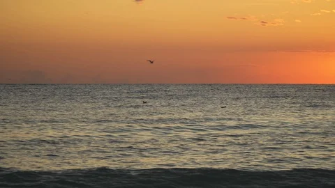 Bird flying over horizon, sun and sea in... | Stock Video | Pond5
