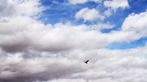Bird flying pass sky with clouds | Stock Video | Pond5
