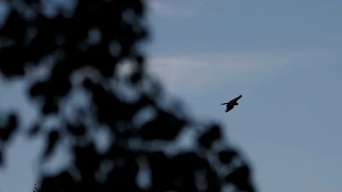 Bird Flying Slow Motion Stock Videos – Royalty-Free HD & 4K Videos | Pond5