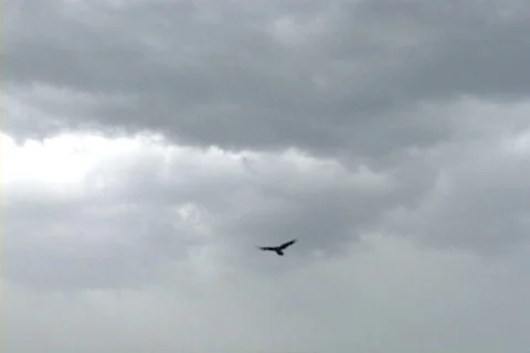 Bird Flying Through Storm | Stock Video | Pond5