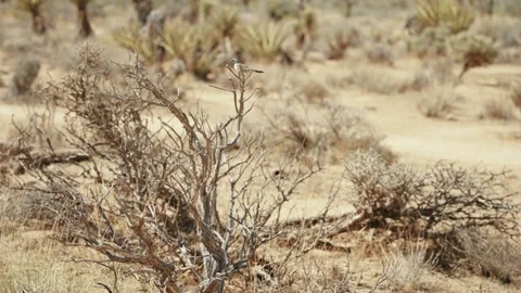 A bird gracefully soaring from a tree in... | Stock Video | Pond5