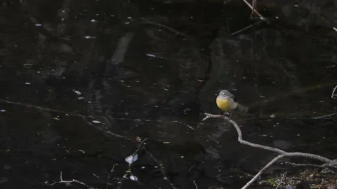 Songbird Just Watch Stock Videos – Royalty-Free HD & 4K Videos