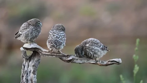 Little Bird Watxh Stock Videos – Royalty-Free HD & 4K Videos | Page 5