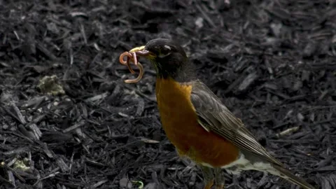 bird with live worms wriggling in its mo... | Stock Video | Pond5