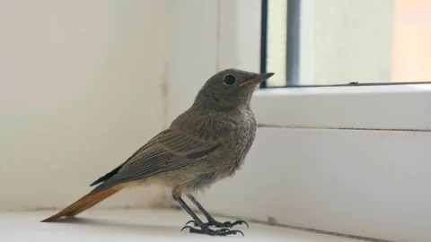Bird Looking In Window. Trying To Fly On... | Stock Video | Pond5