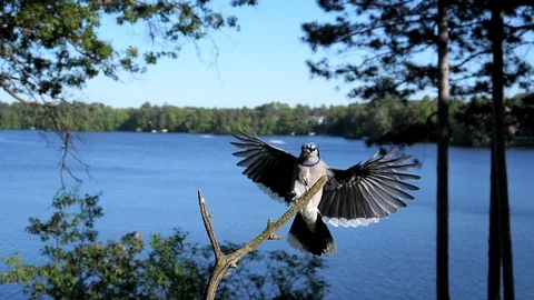 Bird makes a dramatic slow motion landin... | Stock Video | Pond5