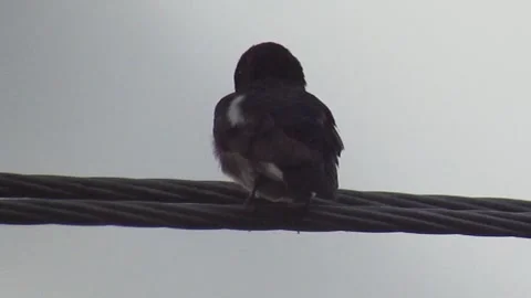 Bird Perched on the Electrical Wire. Fau... | Stock Video | Pond5