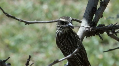 Biome Brazil Stock Videos – Royalty-Free HD & 4K Videos