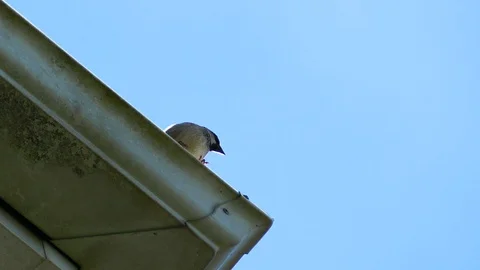 A bird sitting on the rain gutter of a h... | Stock Video | Pond5