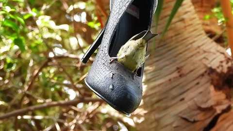 Bird sliding down from the top of high h... | Stock Video | Pond5