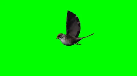 Bird Flying Green Screen Stock Videos – Royalty-Free HD & 4K Videos | Pond5