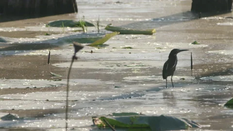 Bird Standing in Swamp On The Bayou Wild... | Stock Video | Pond5