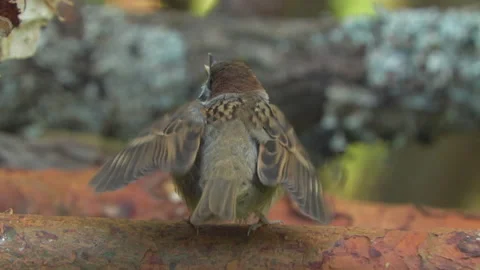 bird tree sparrow chick flap wings rear ... | Stock Video | Pond5