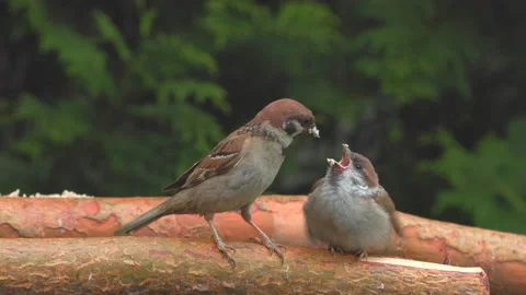 bird tree sparrow parent feed chick on b... | Stock Video | Pond5