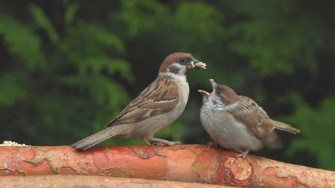 bird tree sparrow parent feed chick on b... | Stock Video | Pond5