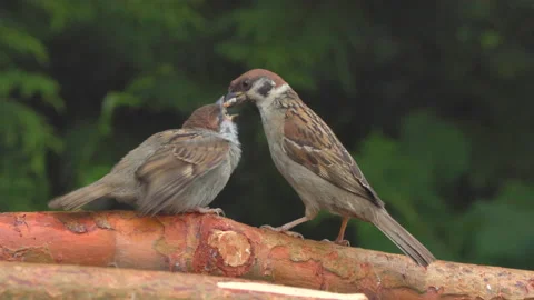 bird tree sparrow parent feed chick on b... | Stock Video | Pond5