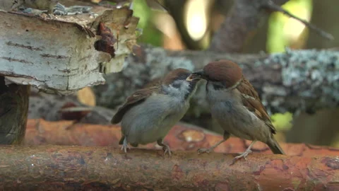 bird tree sparrow parent feed chick 120 ... | Stock Video | Pond5