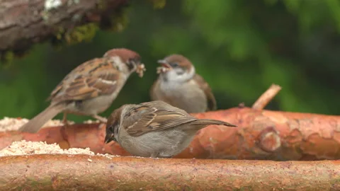 bird tree sparrow parent feed chicks sib... | Stock Video | Pond5