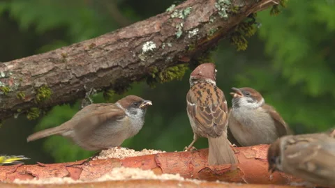 bird tree sparrow parent feed chicks sib... | Stock Video | Pond5