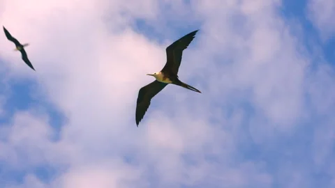Birding in the Caribbean: flying Frigate... | Stock Video | Pond5
