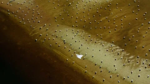 Birds Aerial flock Top Down View | Stock Video | Pond5