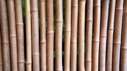 Wallpaper With Birds Stock Videos – Royalty-Free HD & 4K Videos | Pond5