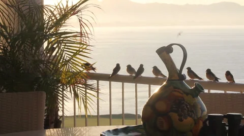 birds on balcony railing | Stock Video | Pond5