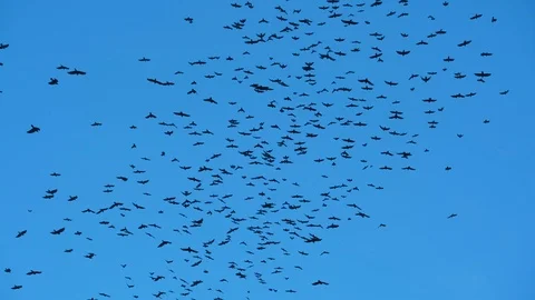 Ravens Flying In A Flock