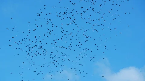 Birds circle a huge flock in the sky. Ra... | Stock Video | Pond5
